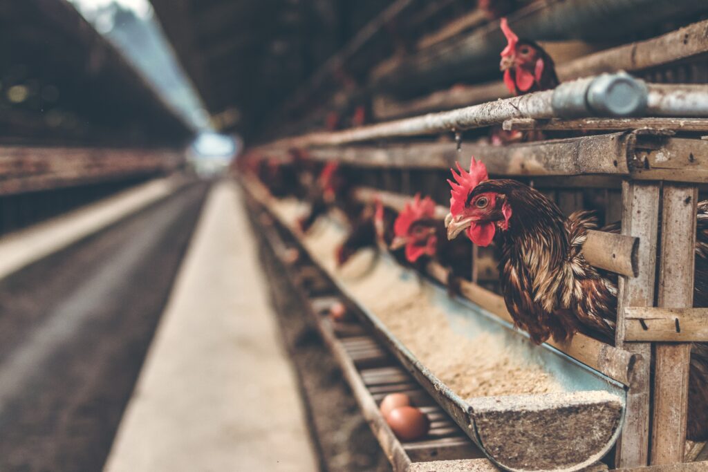 Poultry Business Plan Pdf Sam And Wright